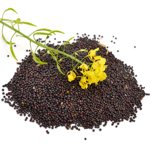 Semi di Colza - Savi Italo Srl