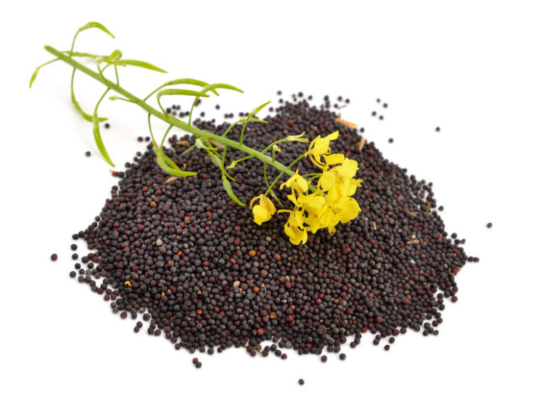 Semi di Colza - Savi Italo Srl